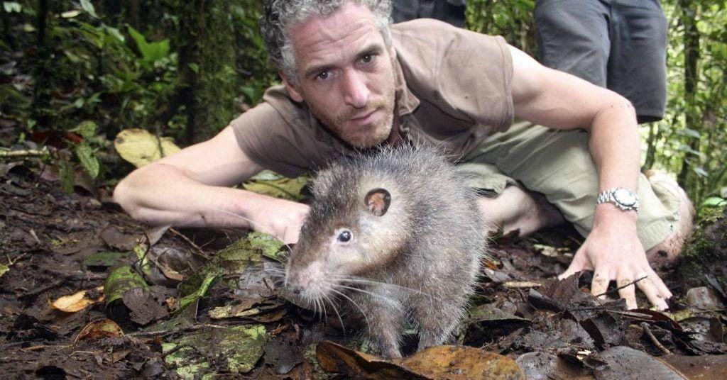 This New Rat Species Found in the Solomon Islands Is Going Extinct