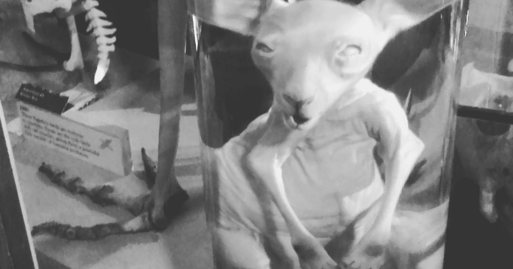 Super Creepy Pictures From London's Museum Of Pickled Animals