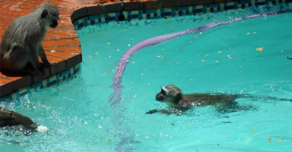 15 Times Wild Animals Invaded Backyard Pools (Photos)