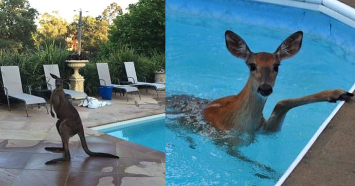 15 Times Wild Animals Invaded Backyard Pools (Photos)