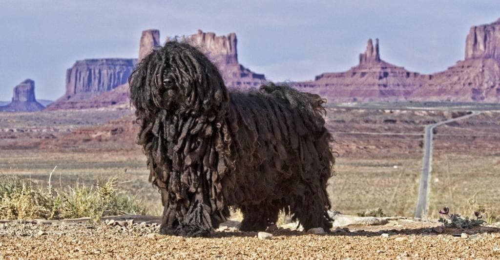 This Dog Has Natural Dreadlocks That'll Give You Major Hair Envy