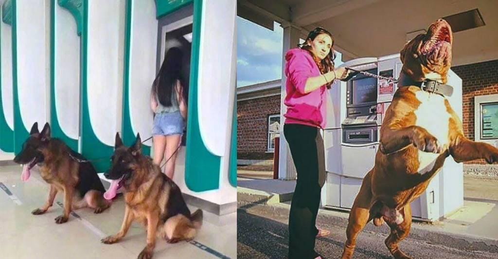 People Are Using Their Dogs As Guards When At The ATM And It's As Funny ...