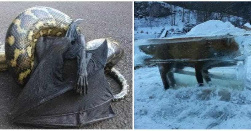 18 Scary Nature Pictures That Made You Say NOPE