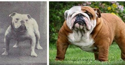 11 Problems With Bulldogs Caused Through Breeding