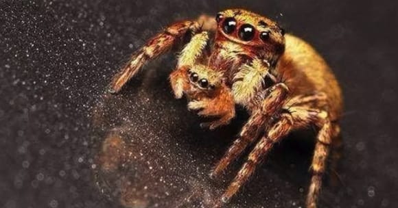 19 Cute Lil Spiders That'll Cure Your Arachnophobia (Photos)