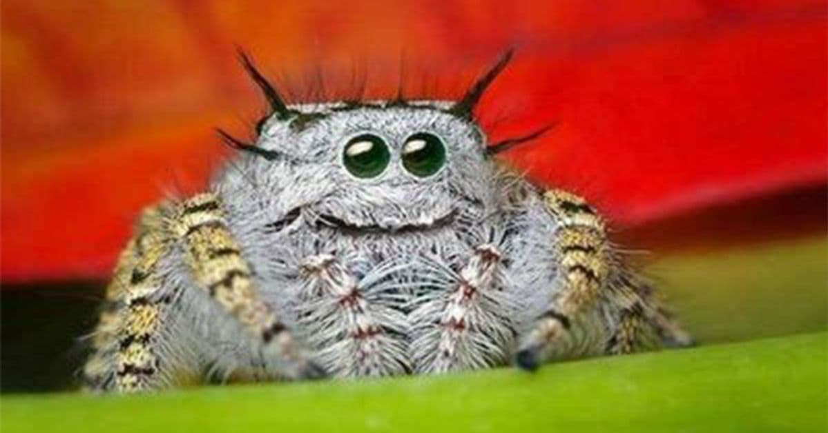 15 Captivating And Creepy Close-Ups Of Spider Faces