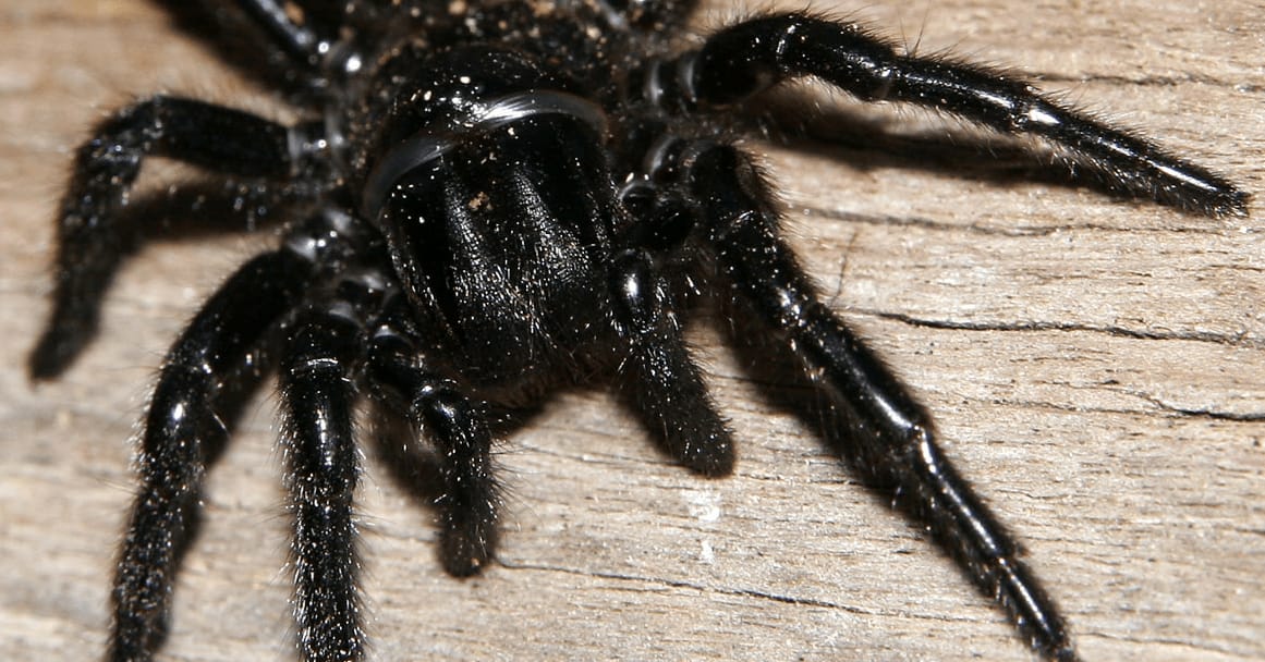 People Reveal Their Most Nightmarish Encounters With Spiders