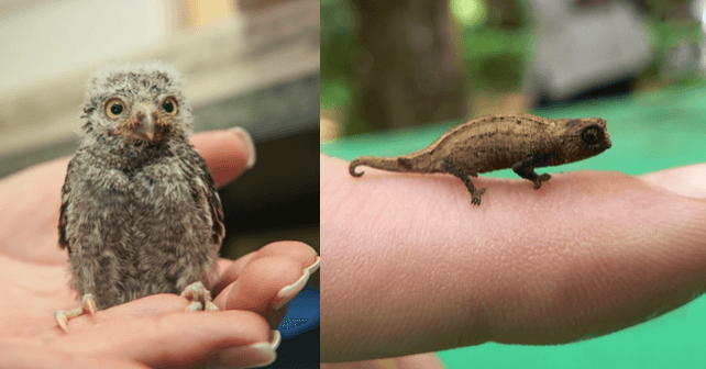 18 Pygmy And Dwarf Animals That Are So Cute It Hurts