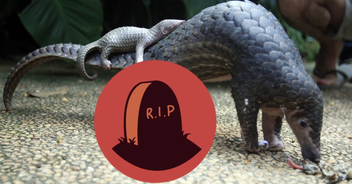 These Animals Will Be Poached Into Extinction Within Your Lifetime