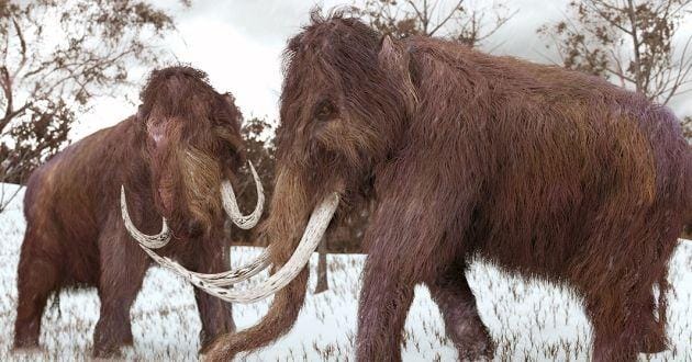 Male Woolly Mammoths Were Idiots - Which Is Probably Why They Went Extinct
