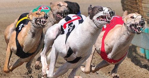 The Sad Abuse That Happens Behind the Scenes in Greyhound Racing