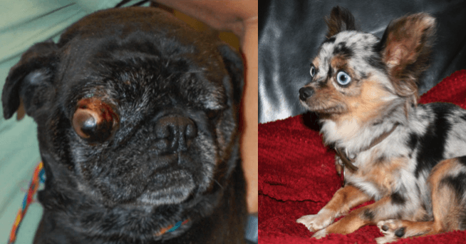11 Genetic Disorders in Dogs That Are the Fault of Breeding