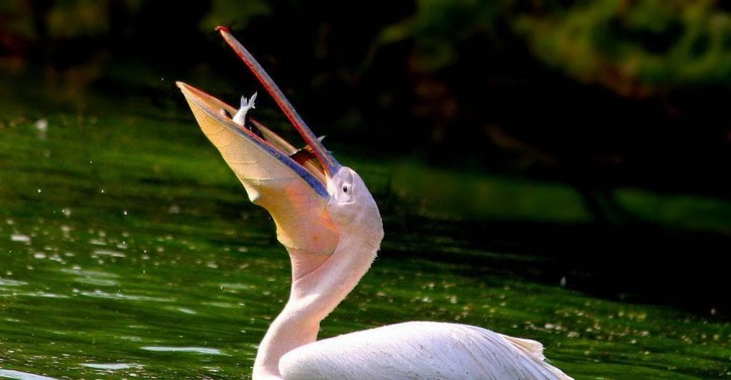 11 Animals That Devour Their Prey In Just One Bite