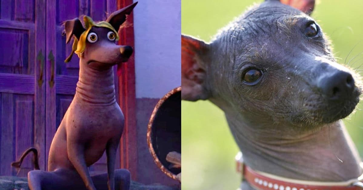 10 Cool Facts About Xolos - The Dog From Disney's 'Coco'