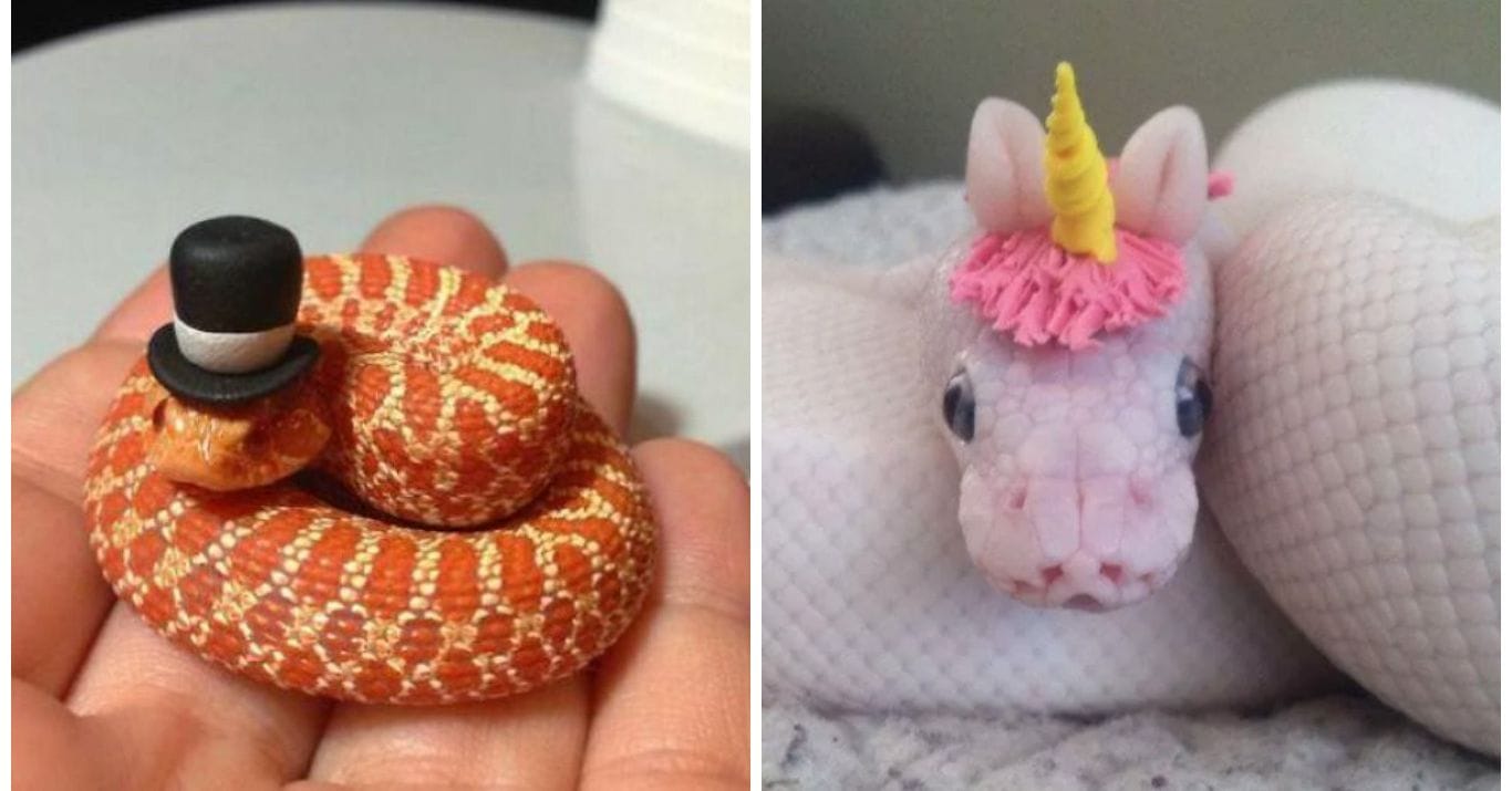 Adorable Snake Pics That Will Convince You They're Harmless Happy Noodles