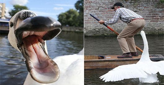 The Ugly Side of Swans That Show How Rude They Really Are