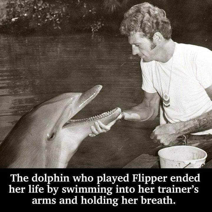 Facts About Dolphin Suicide
