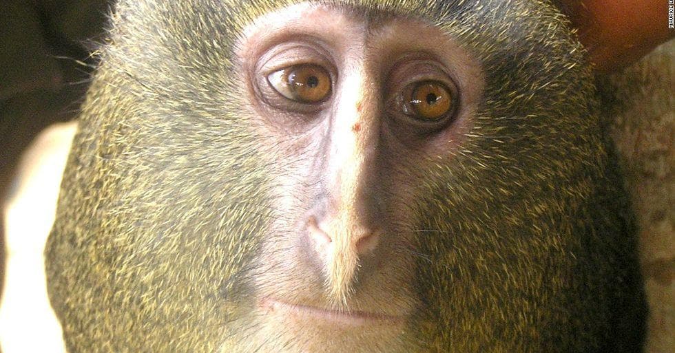 10 Fascinating Facts About the Newly Discovered Lesula Monkeys