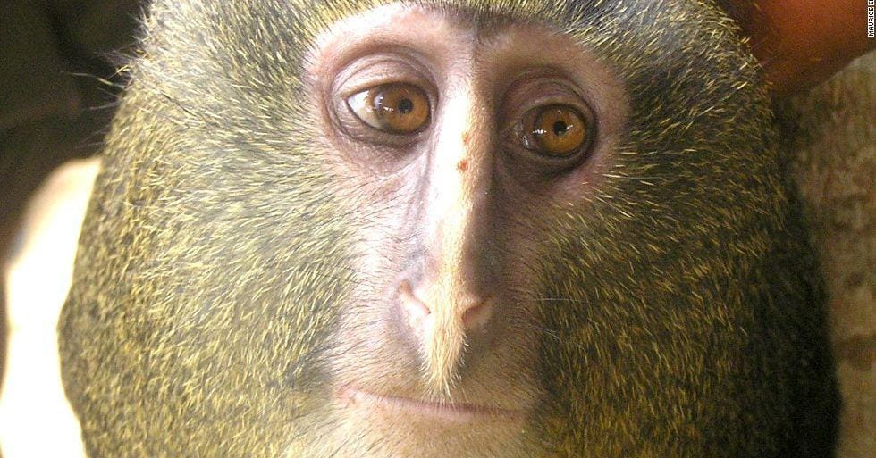 10 Fascinating Facts About the Newly Discovered Lesula Monkeys