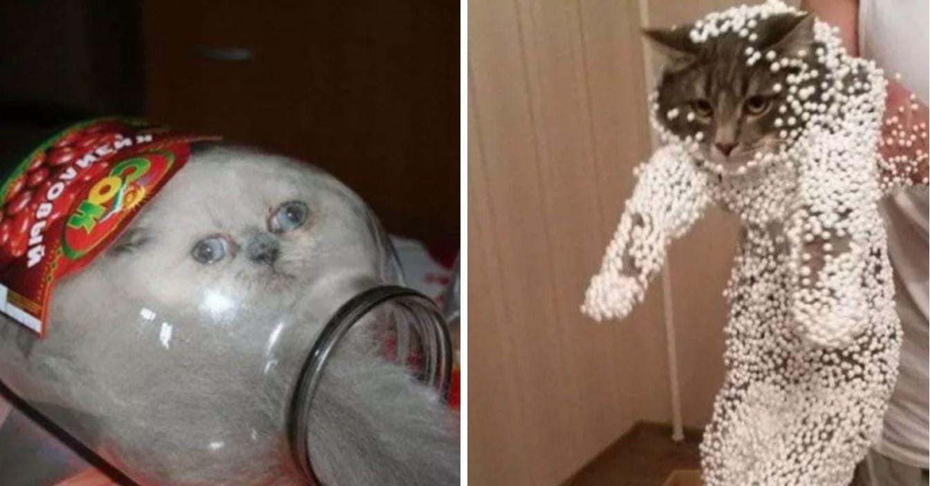 15+ Pictures Of Cats That Almost Definitely Regret Everything