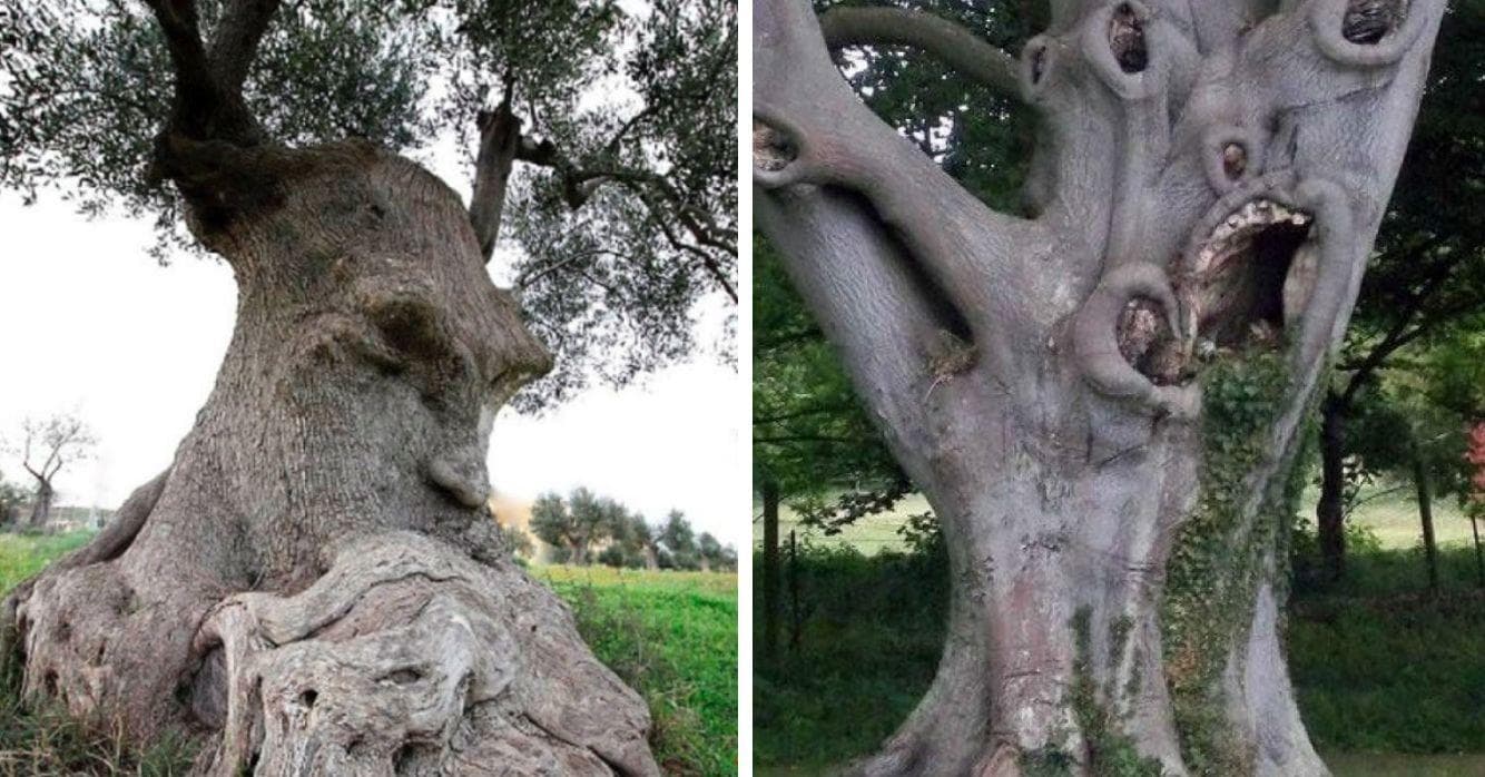 Creepy And Sinister Trees That Look Like They Grew Out Of The Pits Of Hell