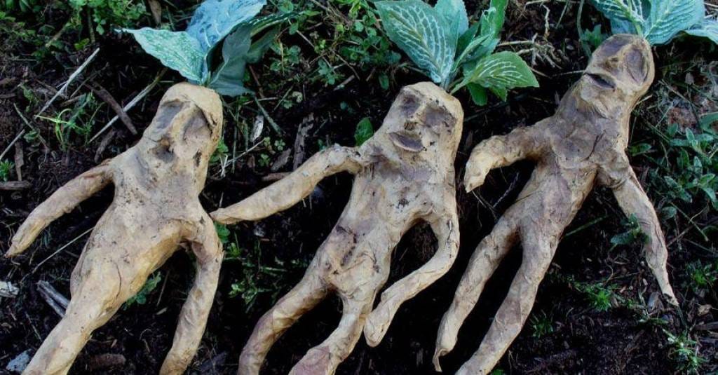 The Mandrake Root From Harry Potter Actually Exists, And Was Allegedly ...