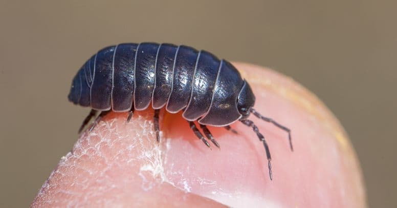 Here Are All Of The Insects That Love To Feed Off Of Human Flesh