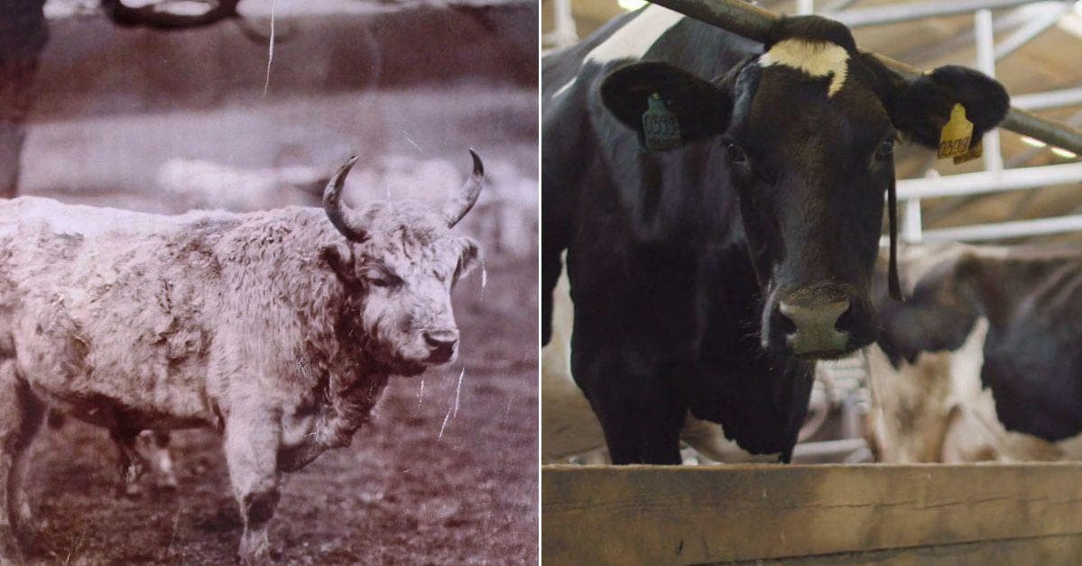 What Animals Looked Like Before Humans Started Breeding Them For Food