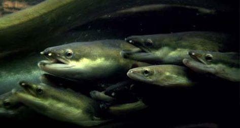 The 21 Most Horrifying Things Found Living Inside People