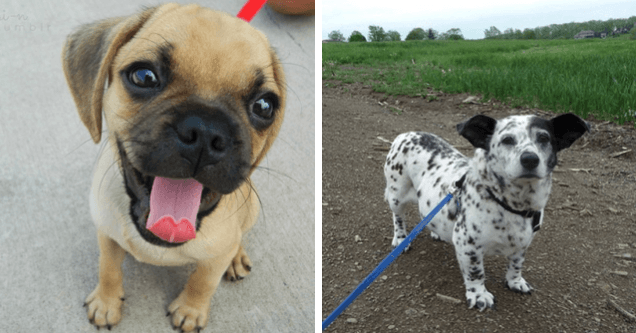 Cute Dog Mixes: List of Cute Mixed & Hybrid Breed Dogs