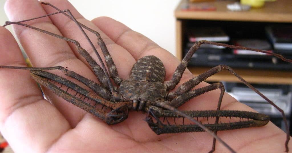 Gross Bugs | Scariest Bugs List