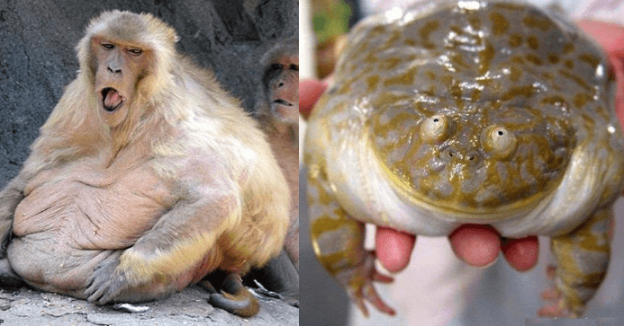 Fat Animals | The 50 Best Pictures of Obese Animals (Cute)