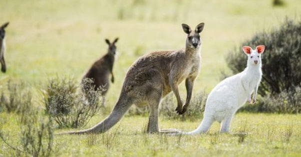 Albino Animal Pictures | Photo Gallery of Cute Leucistic Animals