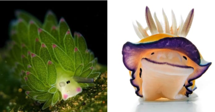 Nudibranch Types | Gallery of Colorful Nudibranchs
