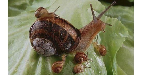 Cool Snail Facts | List of Interesting Facts About Snails