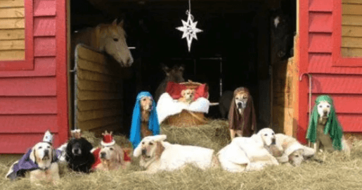 55 Nativity Scenes That Are Way Funnier Than Normal Ones
