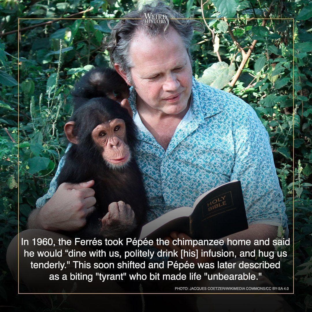 Orangutan Face Ripped Off