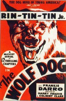 The 70 Best Movies With Wolf in the Title, Ranked