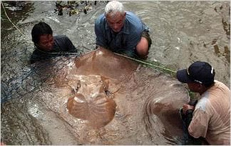 River Monsters Devil Fish