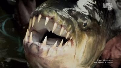 The Best Episodes Of 'River Monsters,' Ranked By Fans