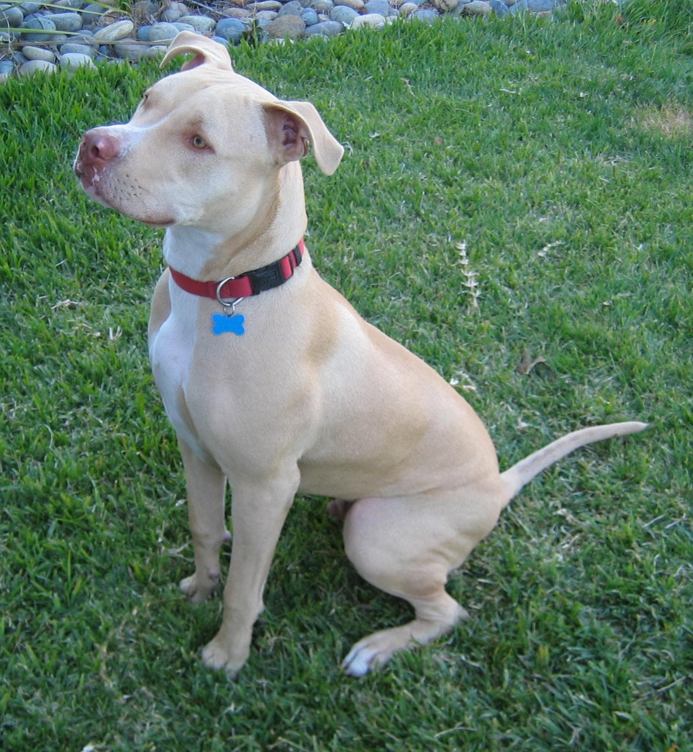 25+ Stubborn Dog Breeds That Might As Well Be Mules