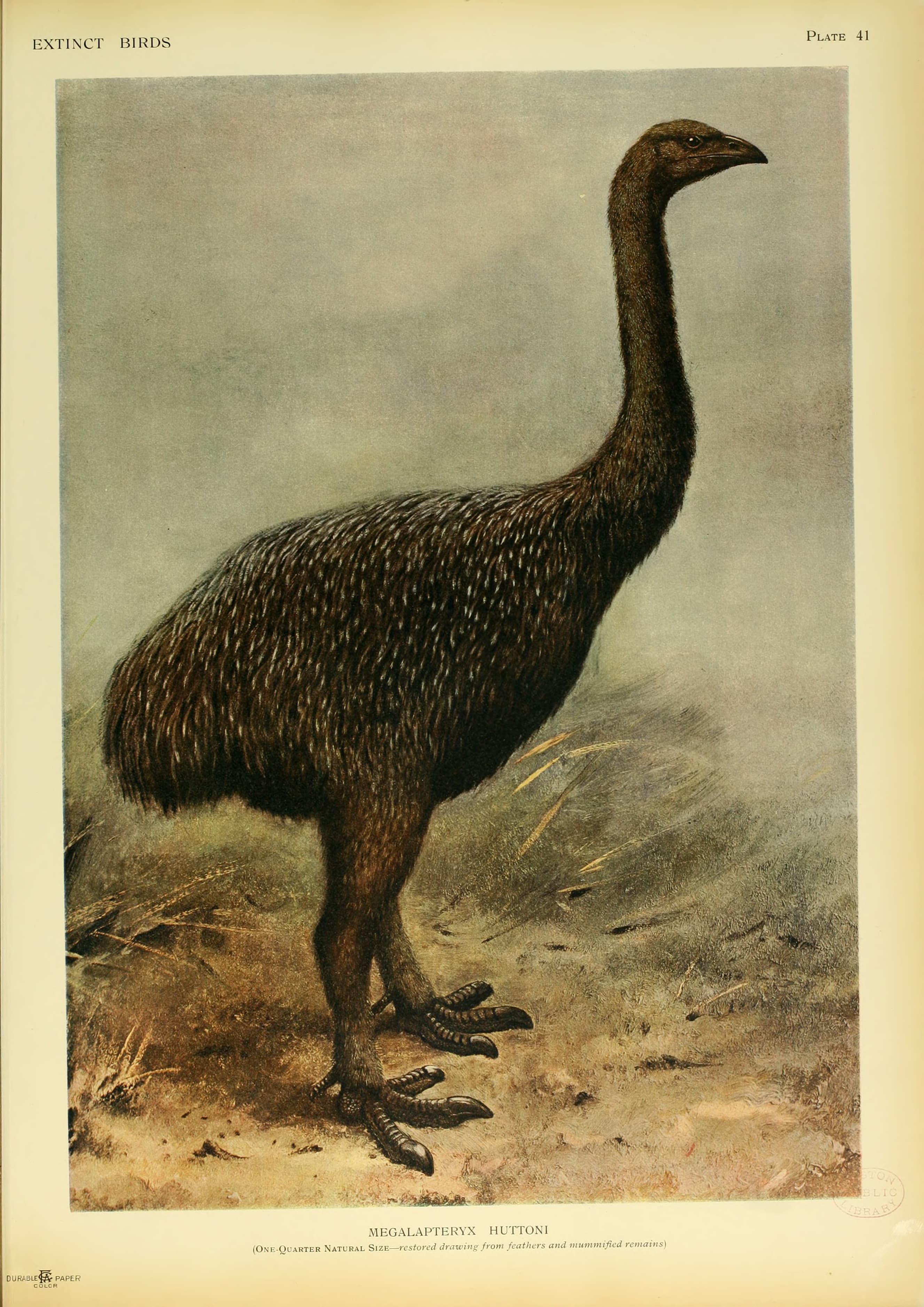 Complete List Of Extinct Birds, From Ducks to the Dodo