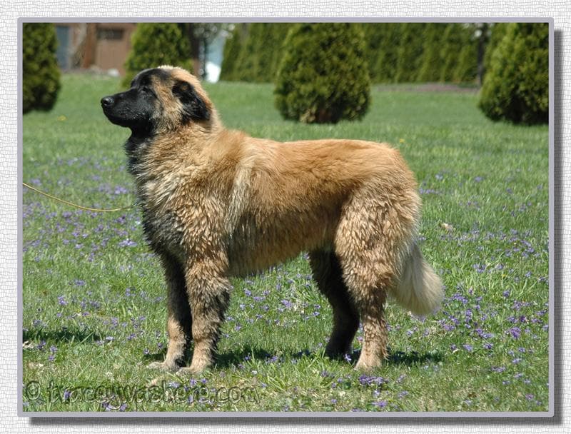 25+ Stubborn Dog Breeds That Might As Well Be Mules