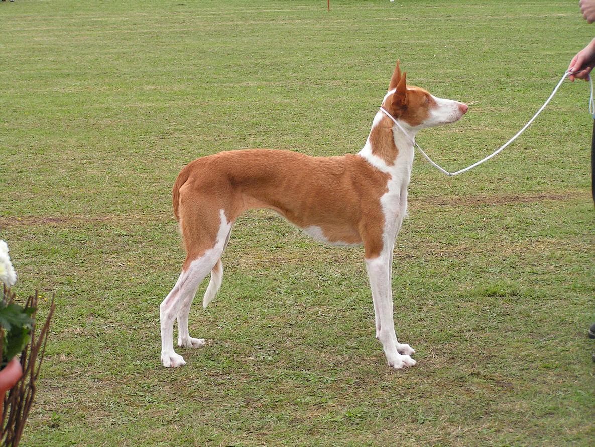 25+ Stubborn Dog Breeds That Might As Well Be Mules