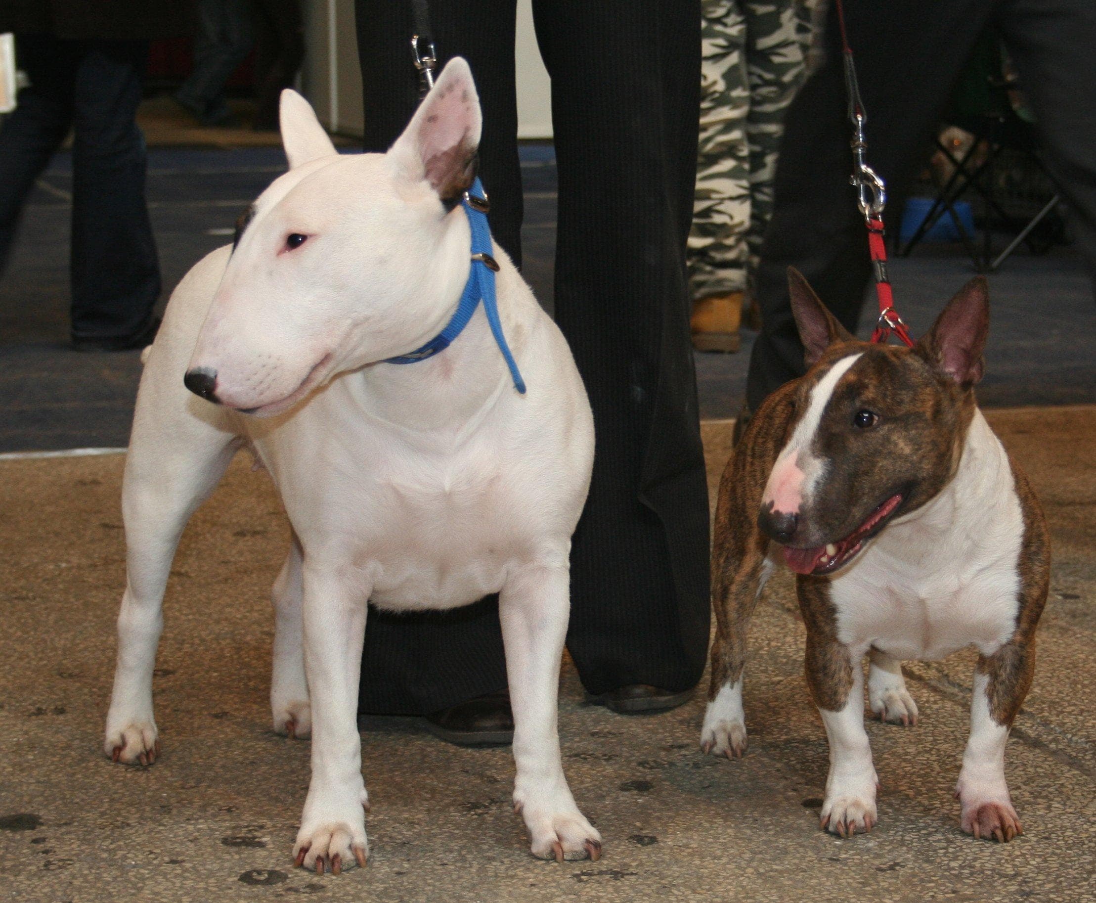 25+ Stubborn Dog Breeds That Might As Well Be Mules