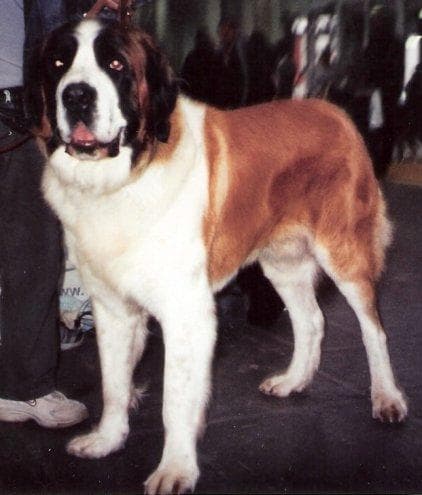 25+ Stubborn Dog Breeds That Might As Well Be Mules