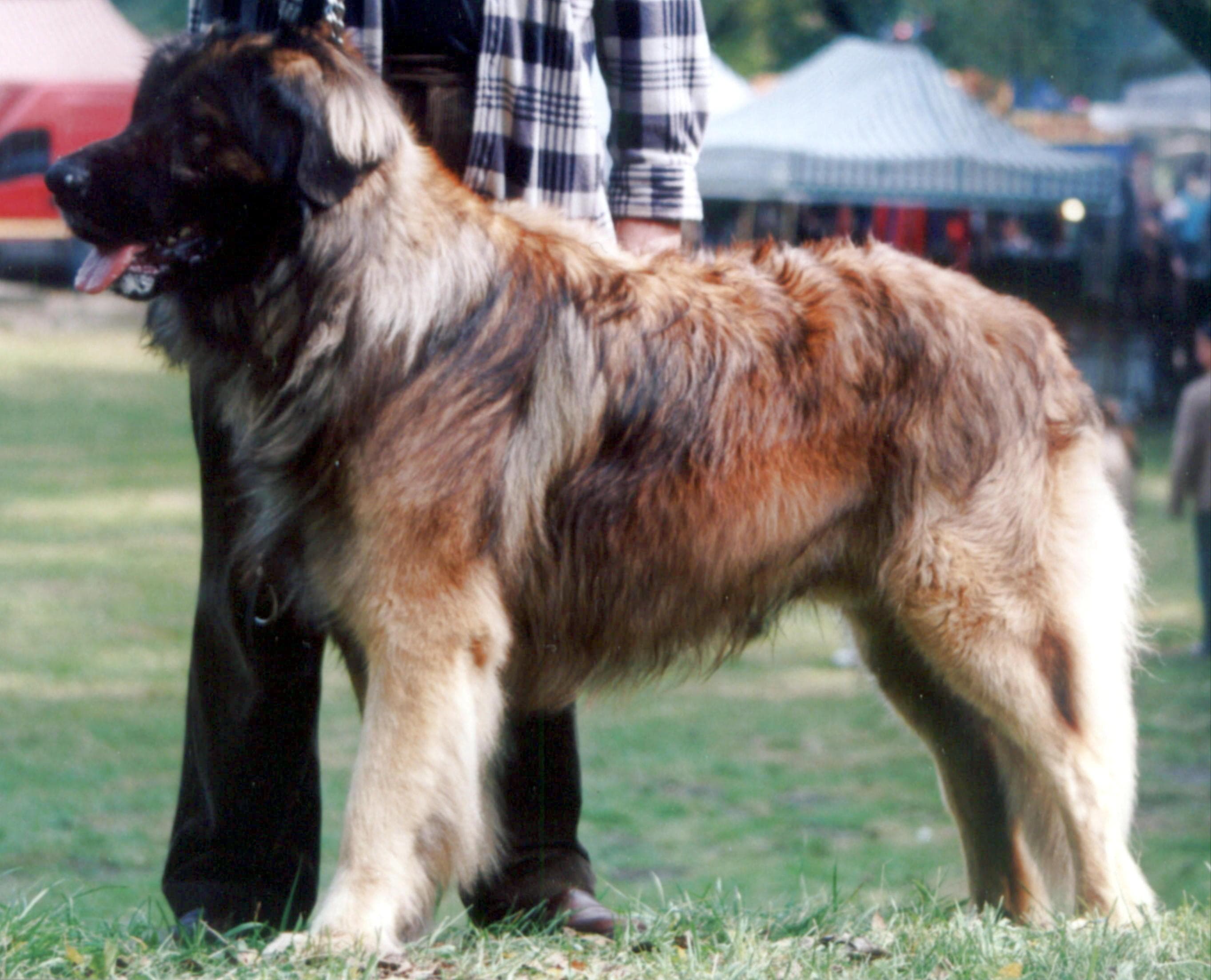 Best Dog Breeds: List of Favorite Dog Breeds for Pet Owners