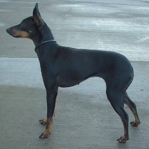 25+ Stubborn Dog Breeds That Might As Well Be Mules