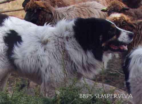10 Dominant Dog Breeds That Might Clash With Your Pack