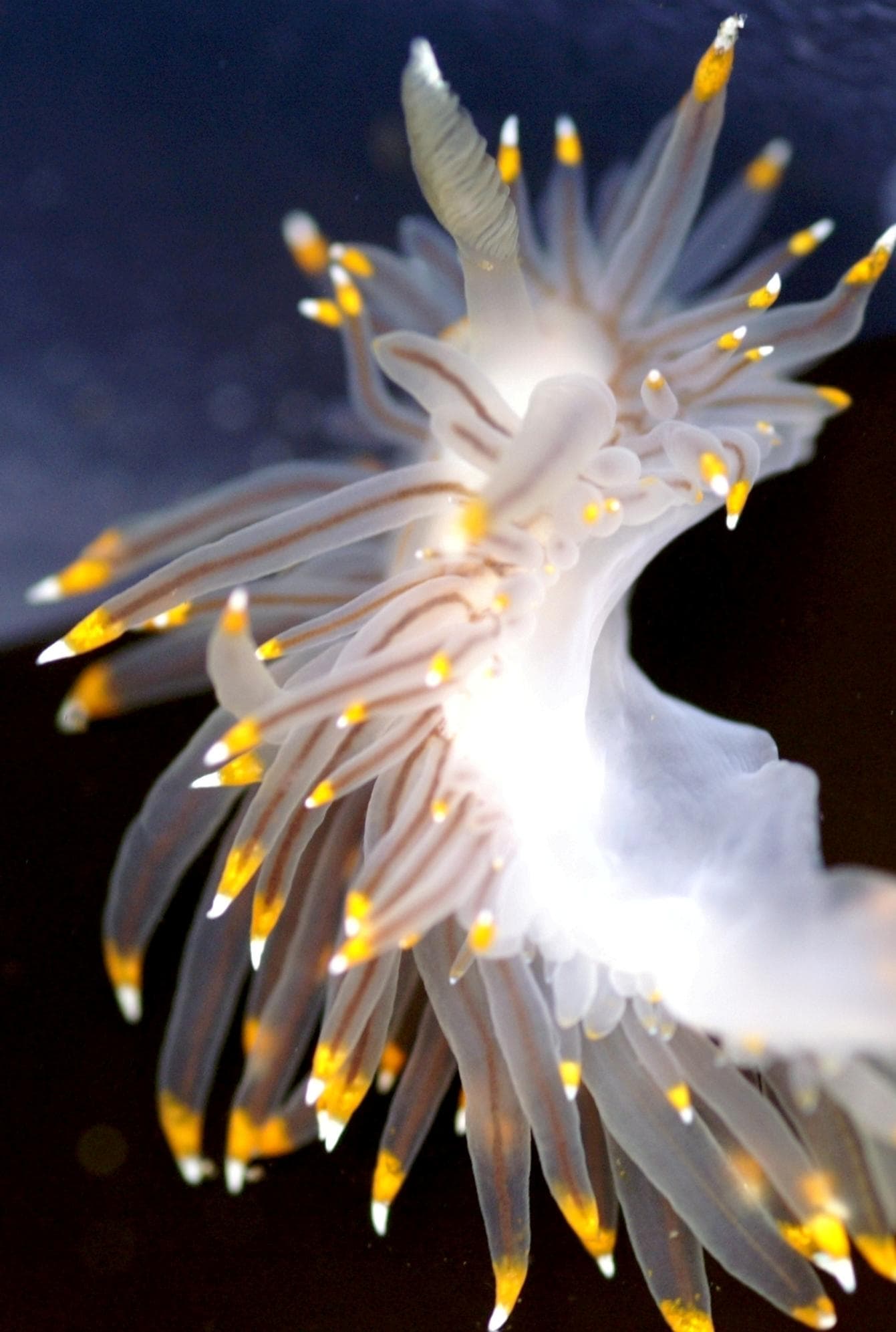 Nudibranch Types | Gallery of Colorful Nudibranchs